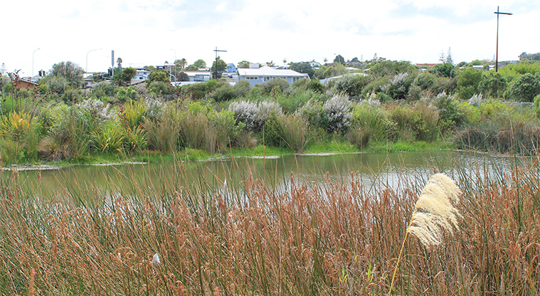 Albatross Reserve