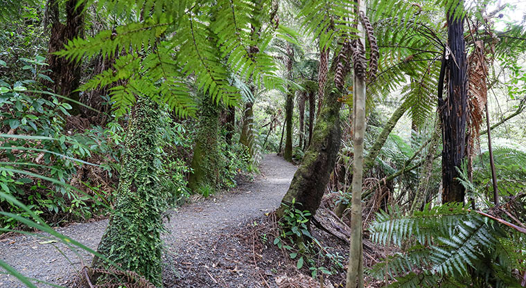Hunua Falls Track – best bush walks in Auckland