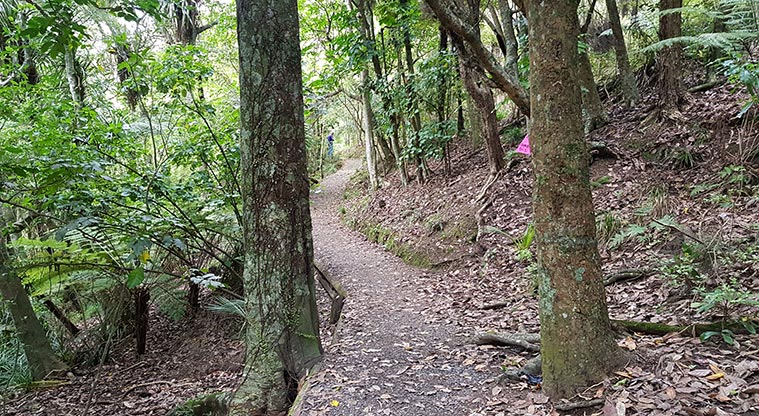 Ōmana Lookout Track – scenic walks in Auckland